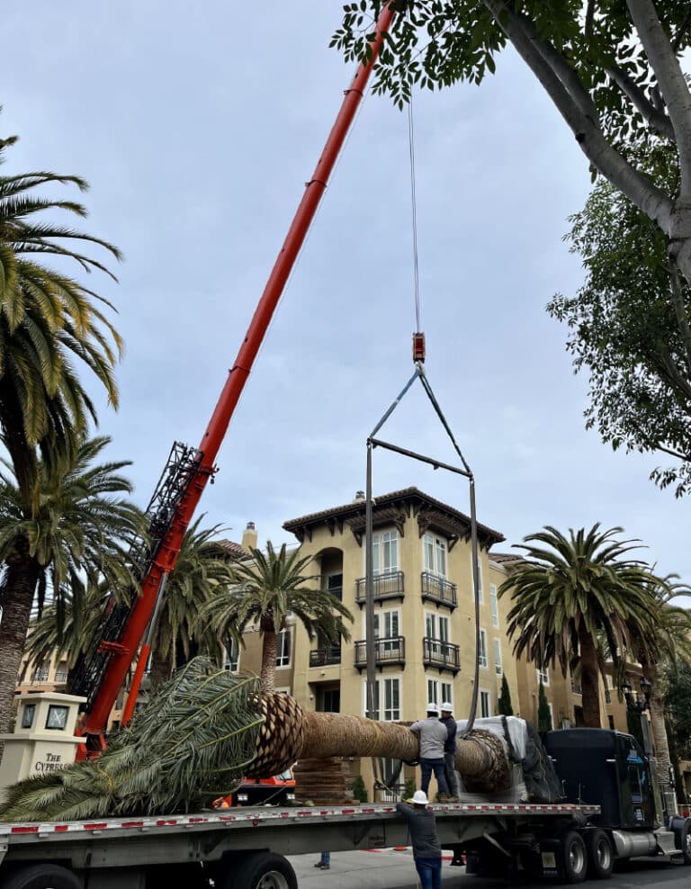 Premium Large Trees. Exceptional Service. | Big Trees Nursery