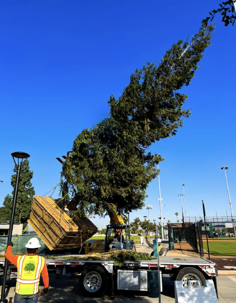 Premium Large Trees. Exceptional Service. | Big Trees Nursery
