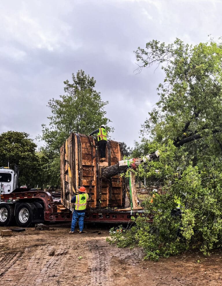 Premium Large Trees. Exceptional Service. | Big Trees Nursery