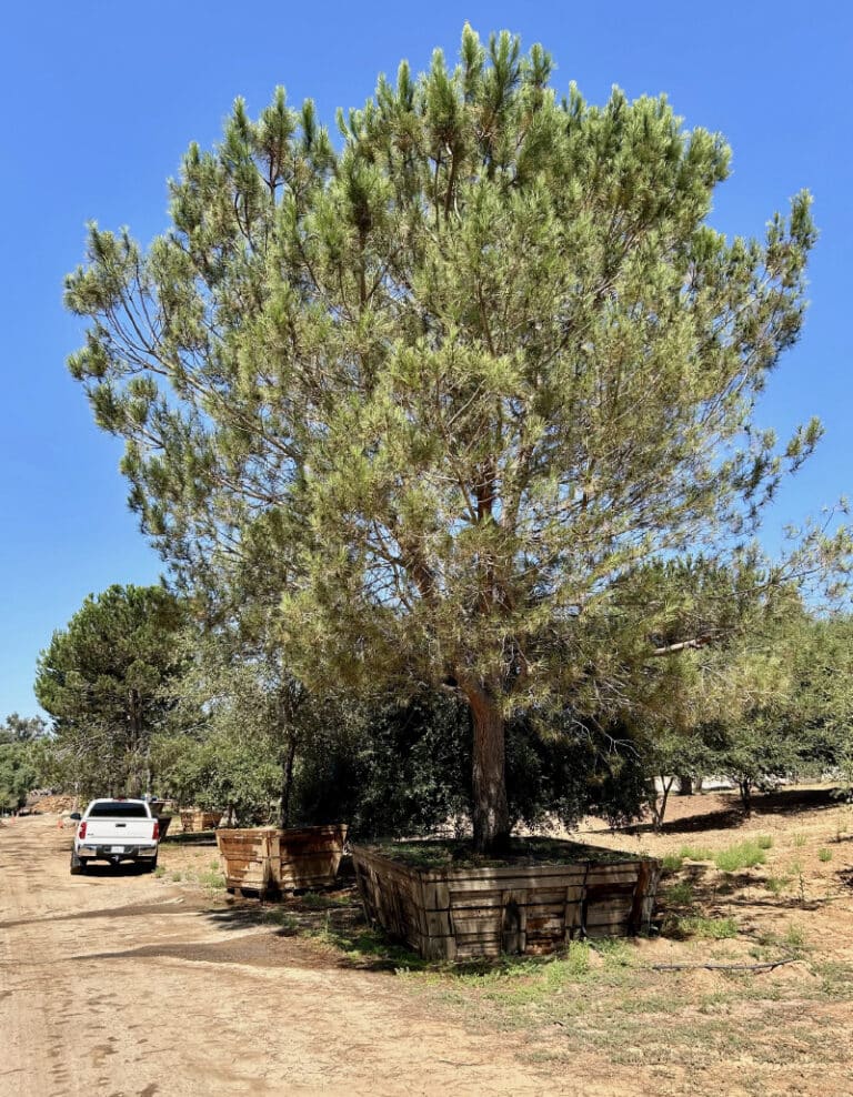 Premium Large Trees. Exceptional Service. | Big Trees Nursery