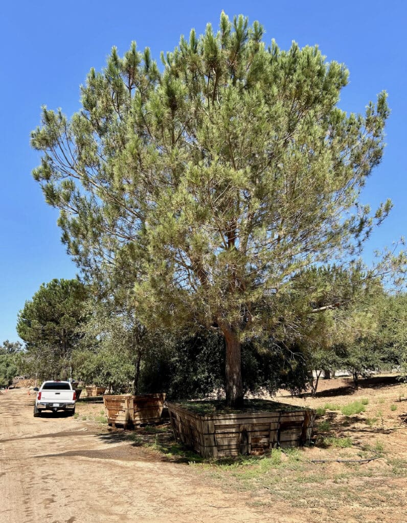 Premium Large Trees. Exceptional Service. | Big Trees Nursery