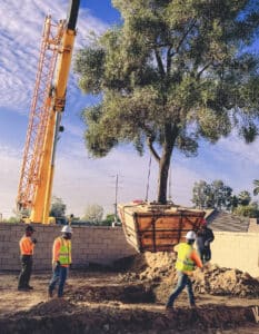 Premium Large Trees. Exceptional Service. | Big Trees Nursery