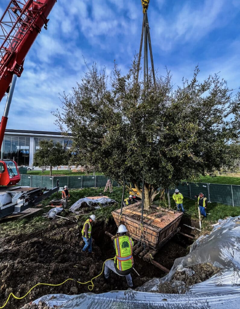 Premium Large Trees. Exceptional Service. | Big Trees Nursery