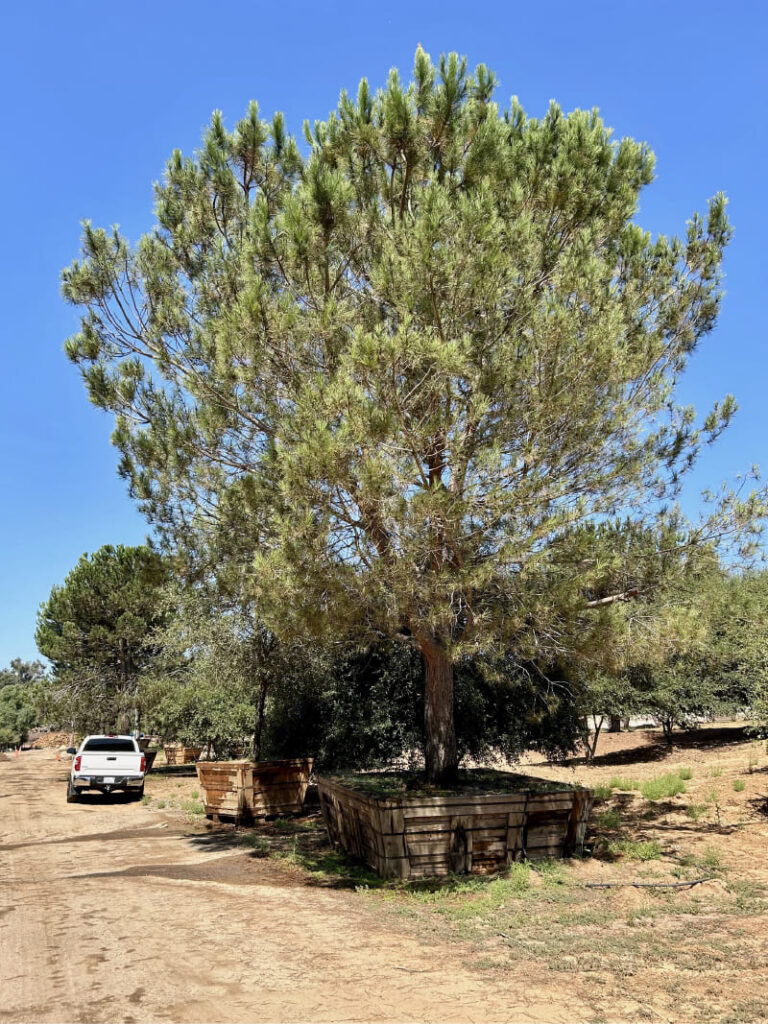 Tree Nursery - Big Trees Nursery
